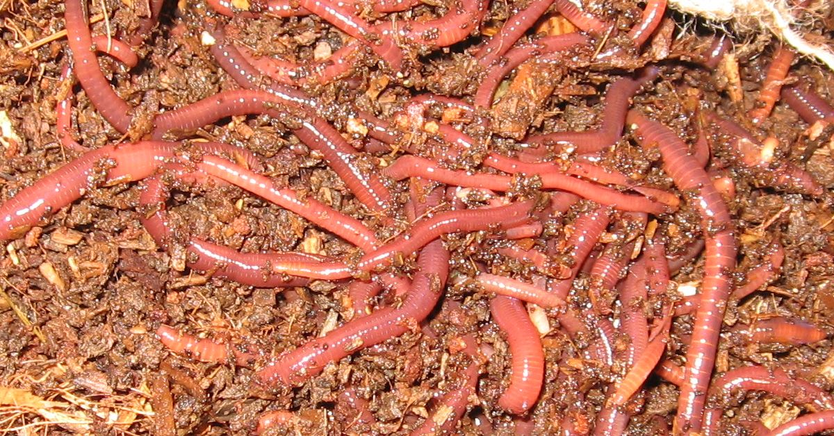 The New Worm Farming Alliance - Fall 2015*** - Worm Farming Alliance